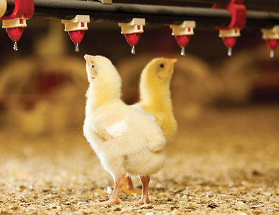 N R S Poultry Farms Private Limited